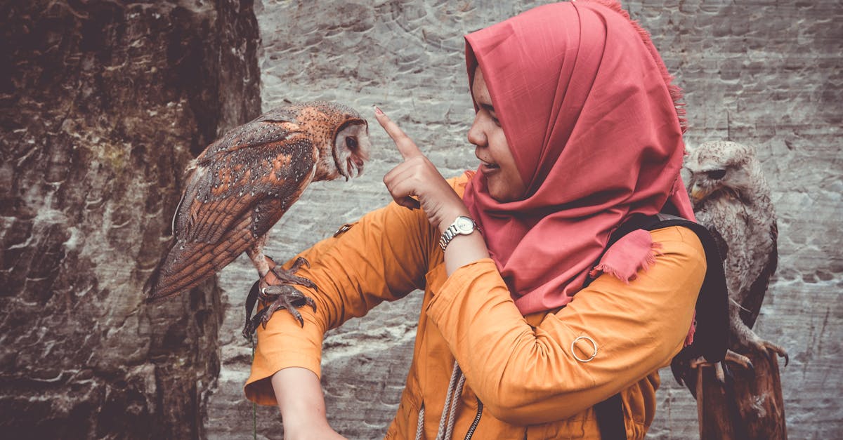 Hibou et chouette : les secrets de deux volatiles fascinants